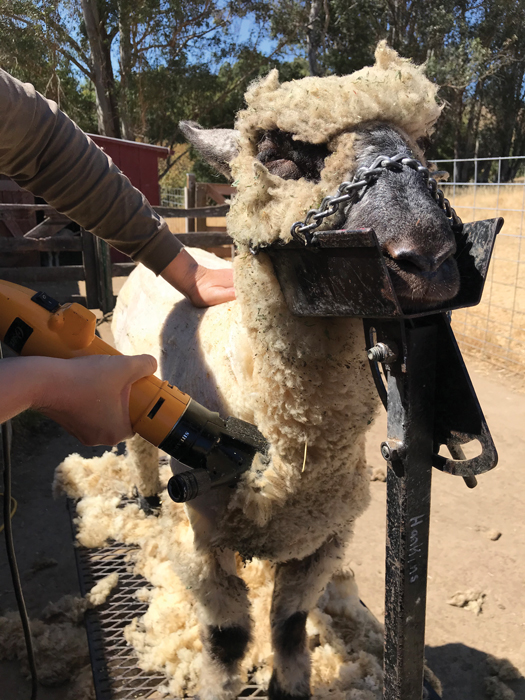 Sheep Shearing for Beginners - Grit